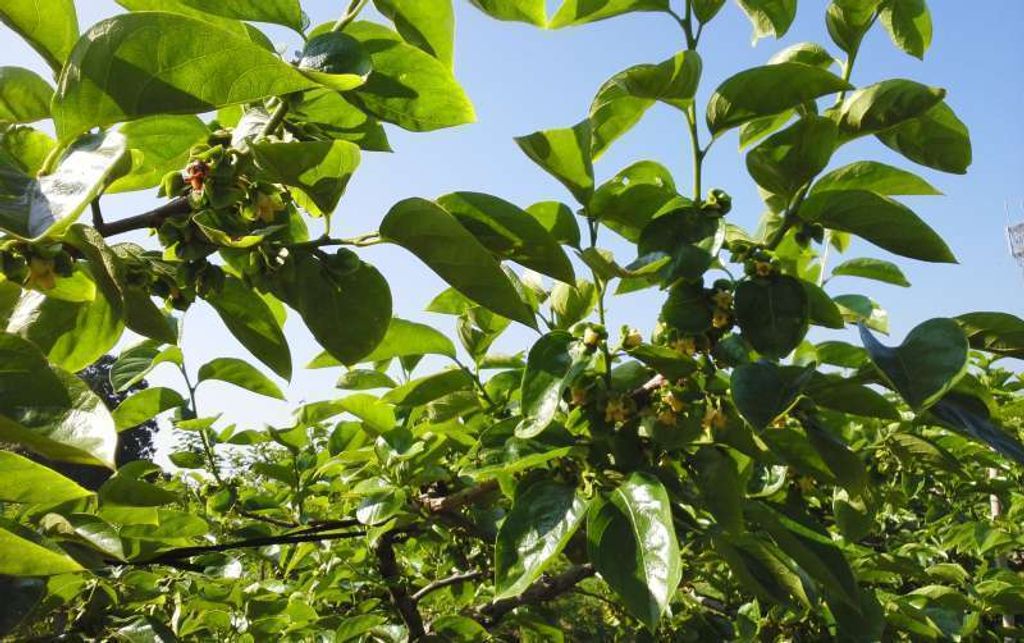 Persimmon flowers and baby persimmons from Sado! | GoWithGuide
