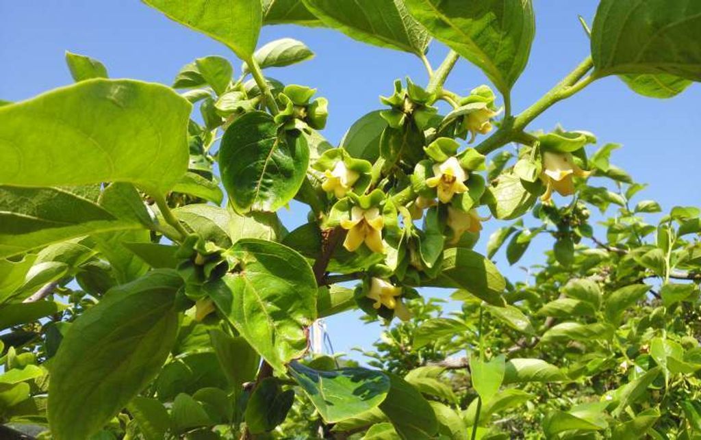 Persimmon flowers and baby persimmons from Sado! | GoWithGuide