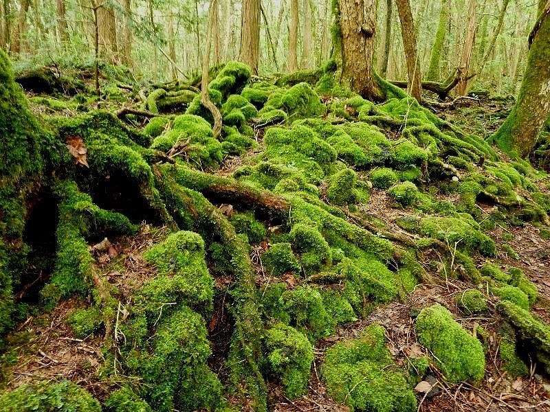 Feel Great Nature of Mt.Fuji & Mystical Forest Aokigahara - Mount Fuji ...