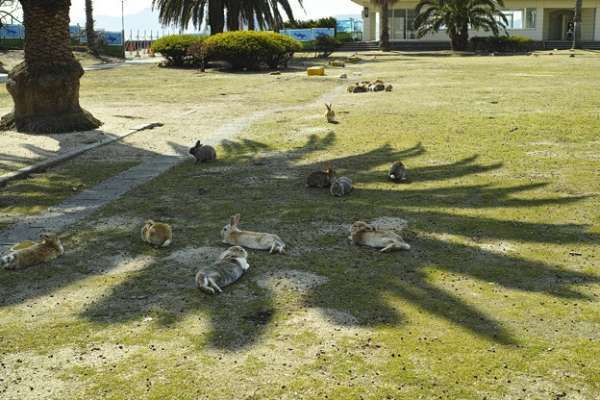 3 Incredible Hiroshima Islands | GoWithGuide