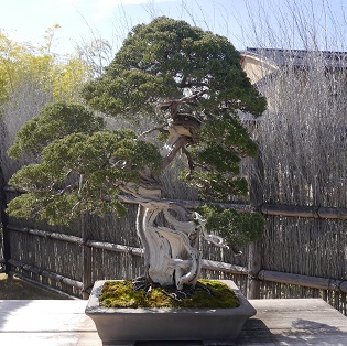 Come and Witness the Coolest Bonsai in Omiya! | GoWithGuide