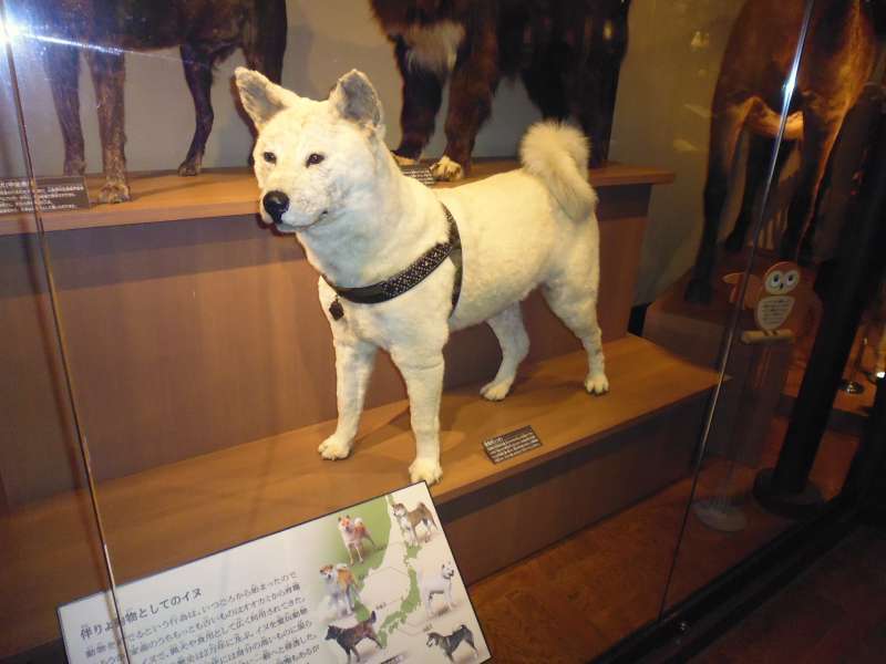 Hachiko Stuffed